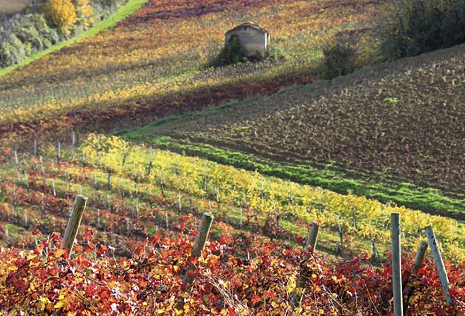 Wines - Visit Castelvetro