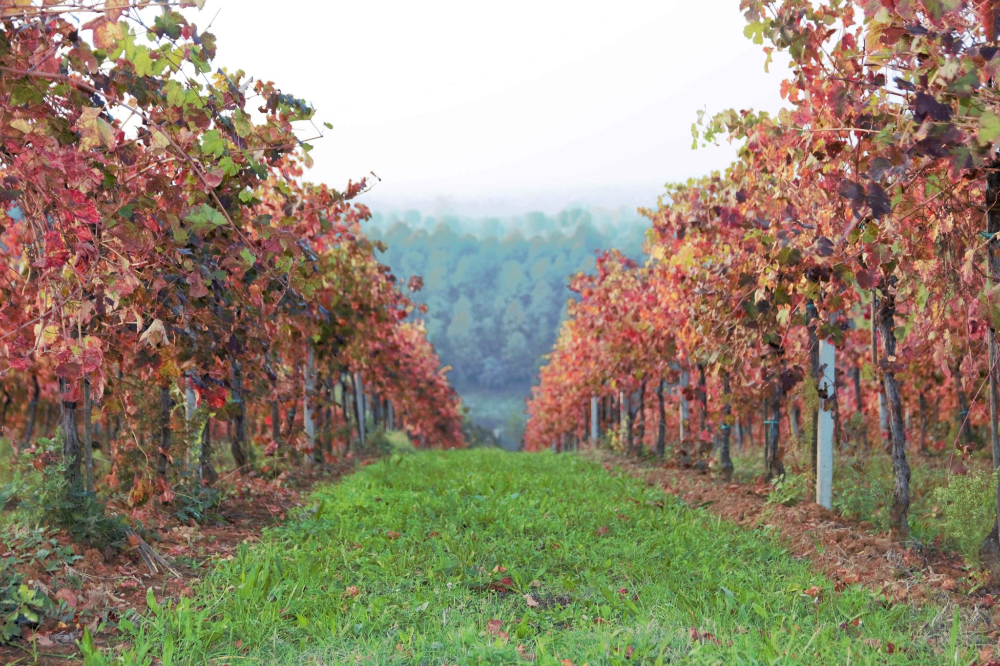 Wines - Visit Castelvetro