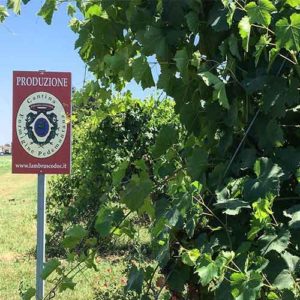 Wines - Visit Castelvetro